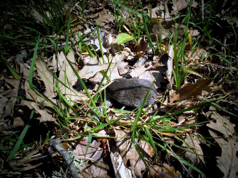 Microtus brachycercus / Arvicola bruzia - Arvicola (CZ) , Natura ...