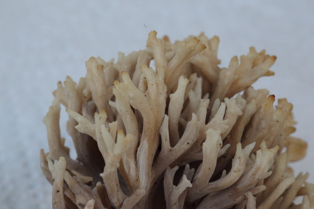 Ramaria ? , Natura Mediterraneo | Forum Naturalistico