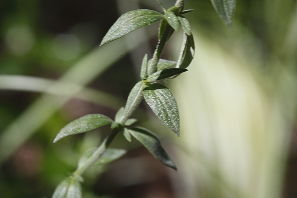 Labiata da determinare , Natura Mediterraneo | Forum Naturalistico