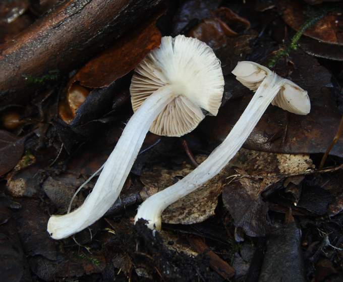 Inocybe rimosa? , Natura Mediterraneo | Forum Naturalistico