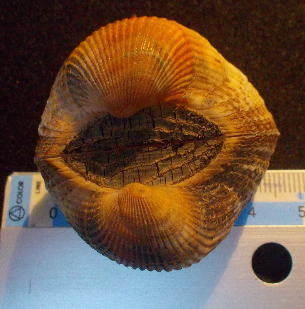 Anadara da identificare , Natura Mediterraneo | Forum Naturalistico