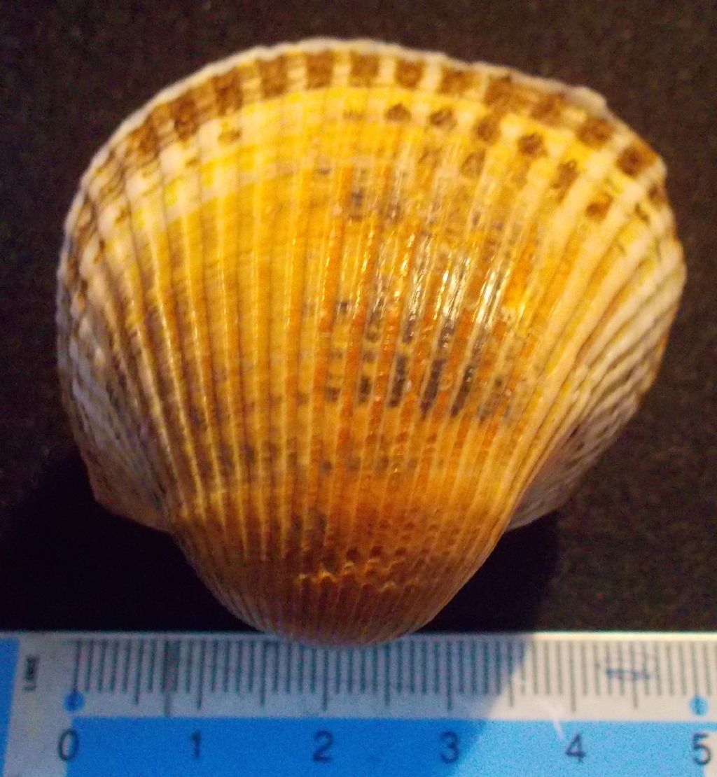 Anadara da identificare , Natura Mediterraneo | Forum Naturalistico