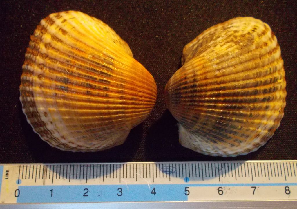 Anadara da identificare , Natura Mediterraneo | Forum Naturalistico