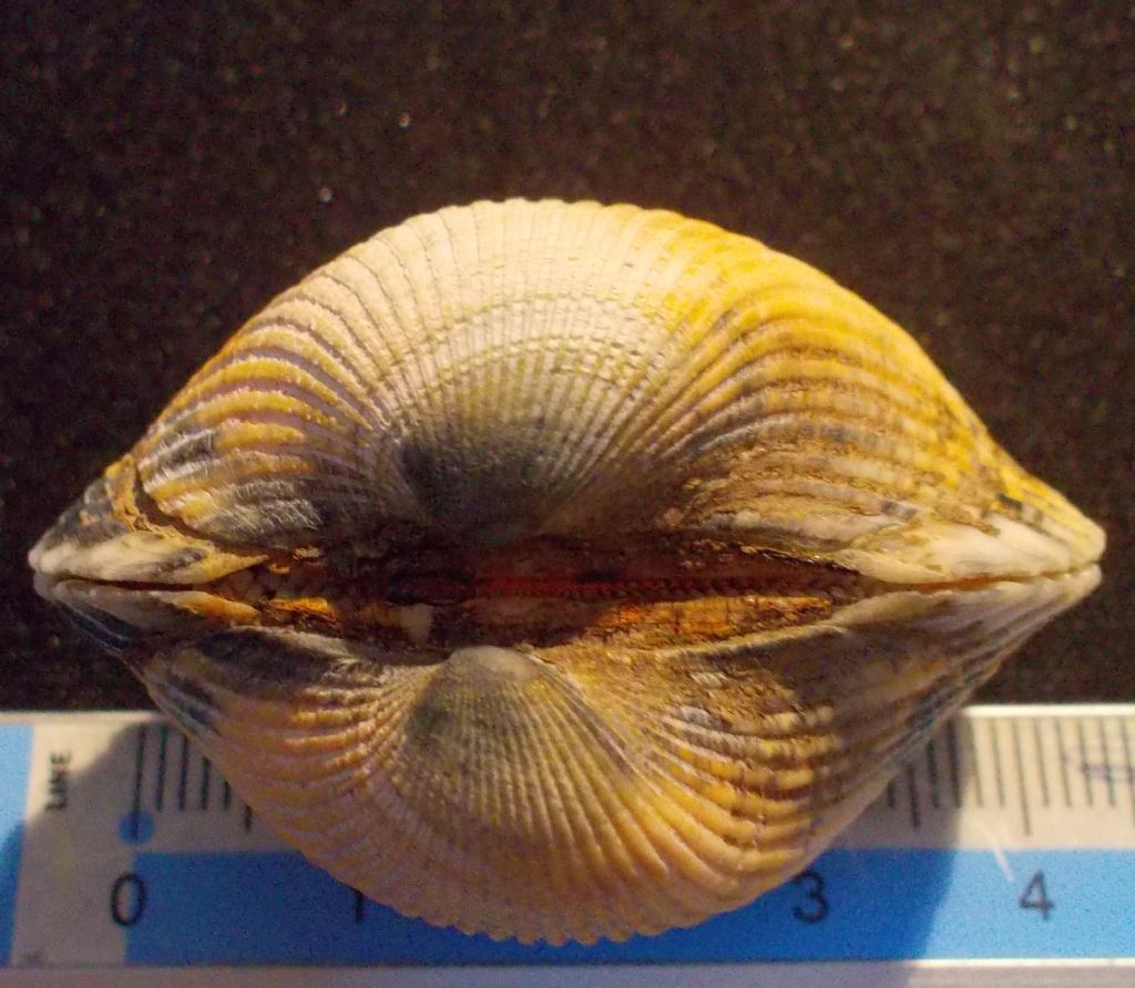 Anadara da identificare , Natura Mediterraneo | Forum Naturalistico