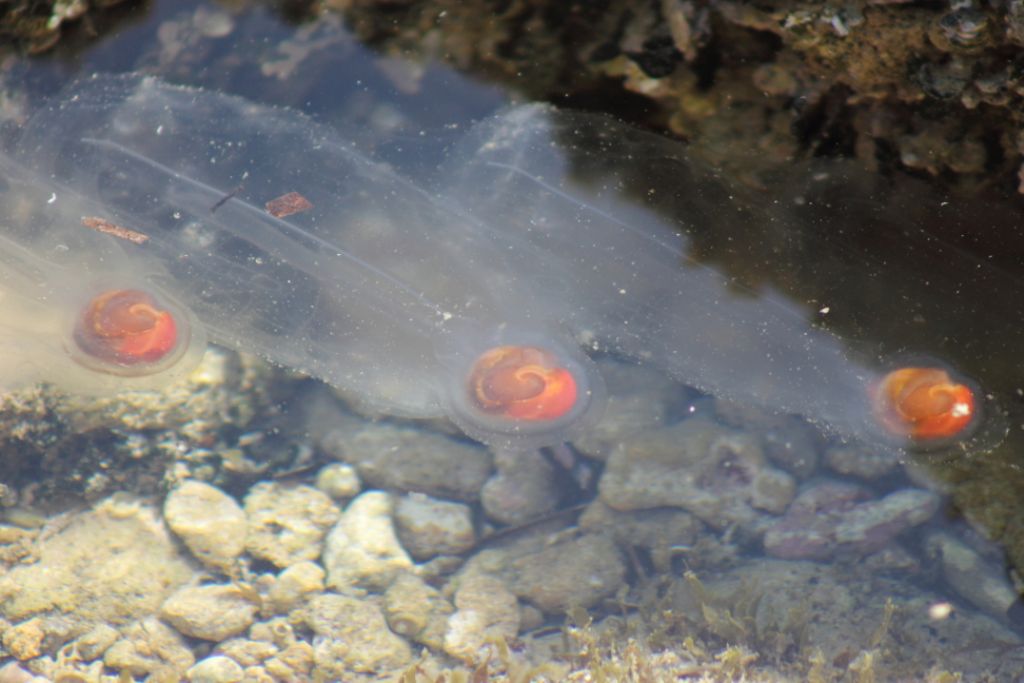 Salpa sp. , Natura Mediterraneo | Forum Naturalistico