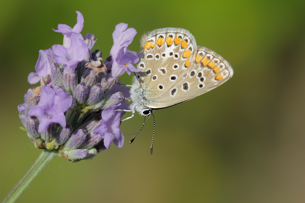 Aricia agestis , Natura Mediterraneo | Forum Naturalistico