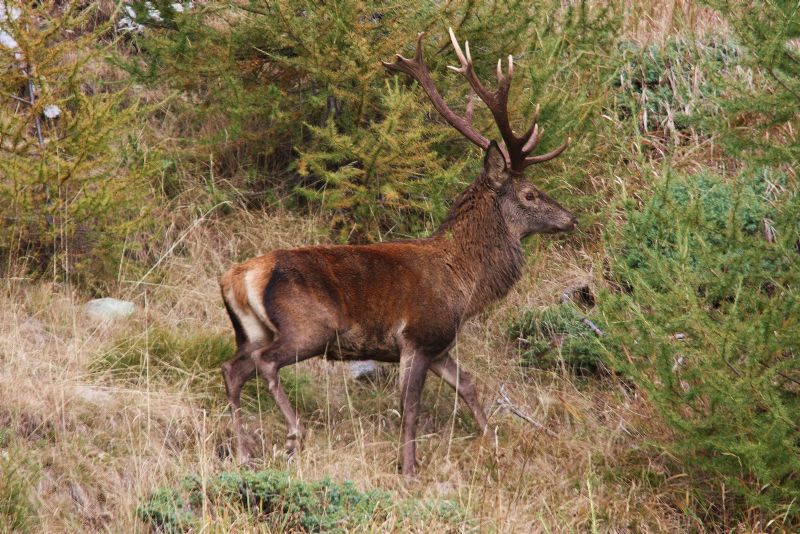 età (presunta) e considerazioni su Cervo adulto , Natura Mediterraneo ...