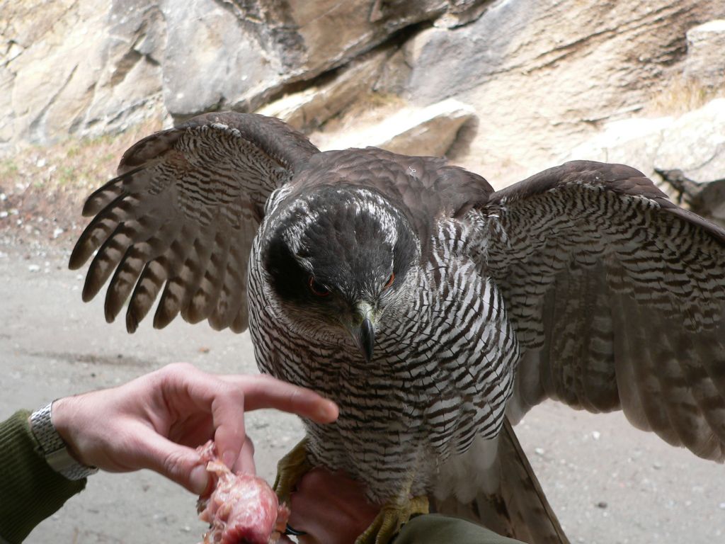 Foto astore , Natura Mediterraneo | Forum Naturalistico