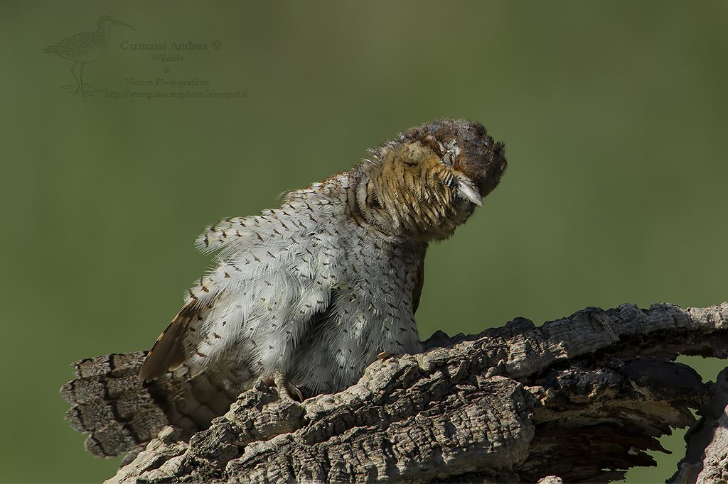 torcicollo , Natura Mediterraneo | Forum Naturalistico