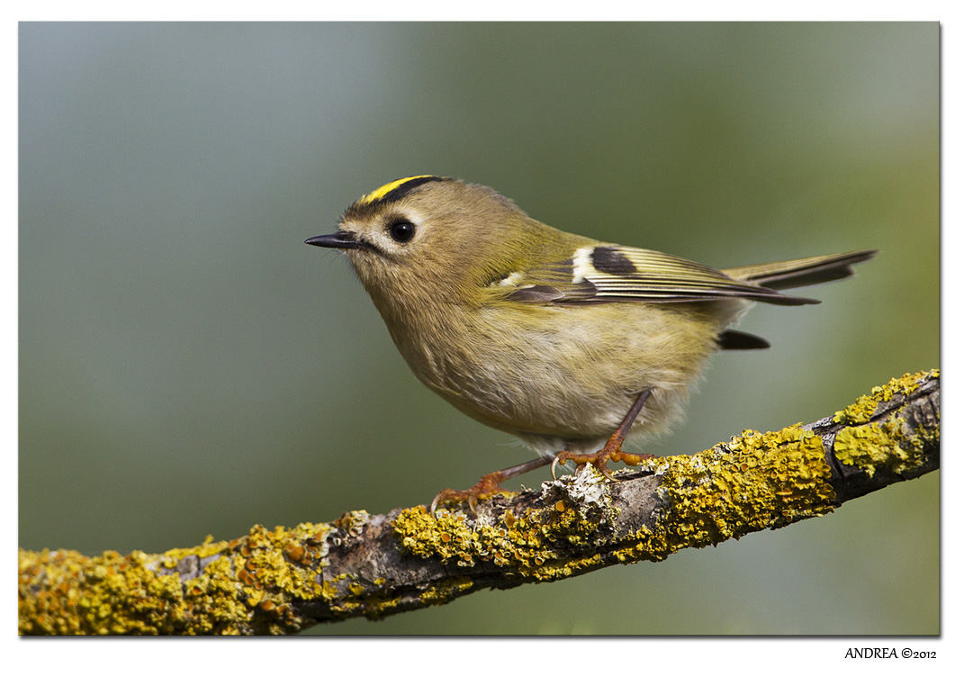 regolo , Natura Mediterraneo | Forum Naturalistico