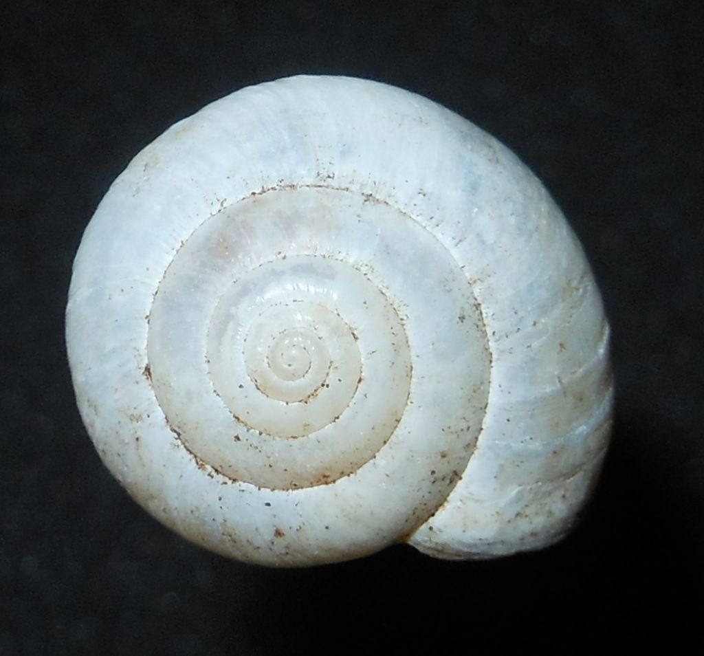 Monacha da identificare , Natura Mediterraneo | Forum Naturalistico