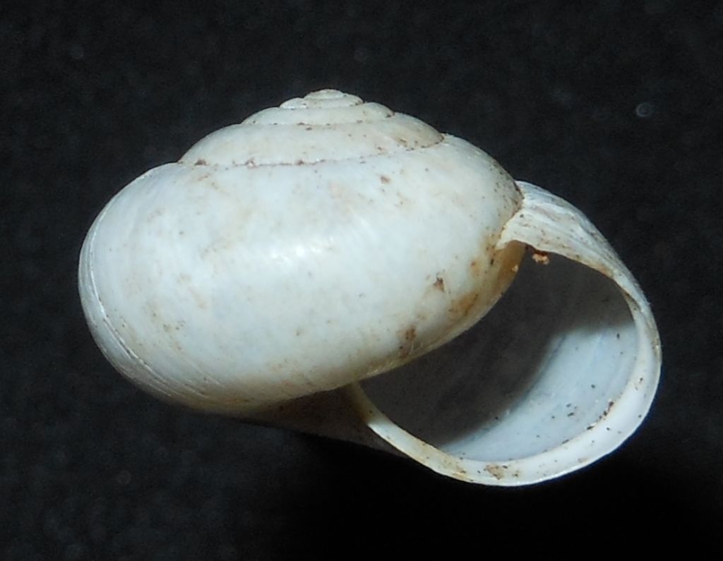 Monacha da identificare , Natura Mediterraneo | Forum Naturalistico