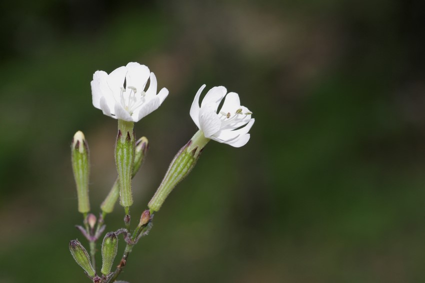 fiore bianco - Silene sp. , Natura Mediterraneo | Forum Naturalistico