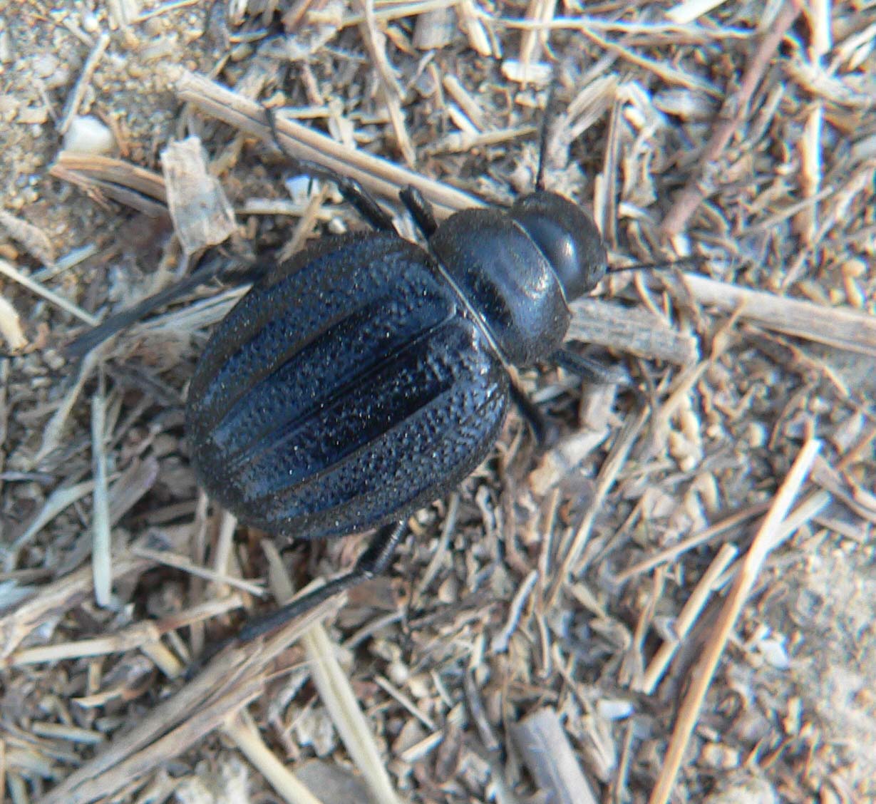 Tenebrionidae: Pimelia grossa , Natura Mediterraneo | Forum Naturalistico