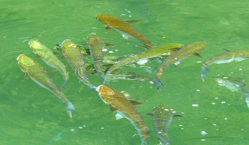 cefali? , Natura Mediterraneo | Forum Naturalistico