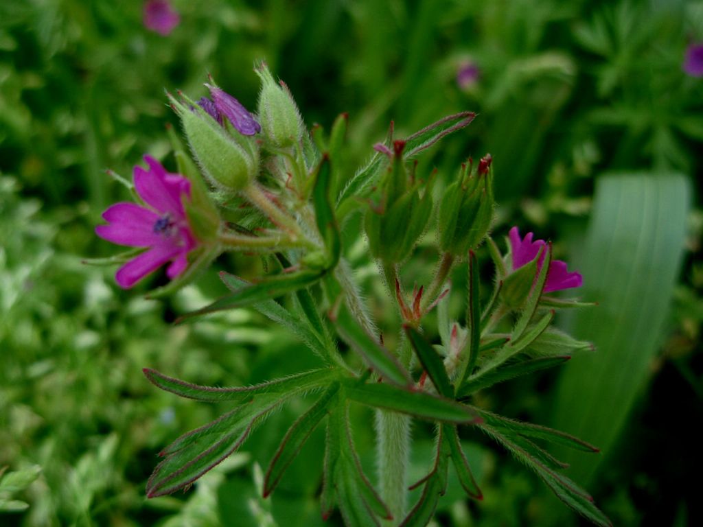 Geranium dissectum , Natura Mediterraneo | Forum Naturalistico
