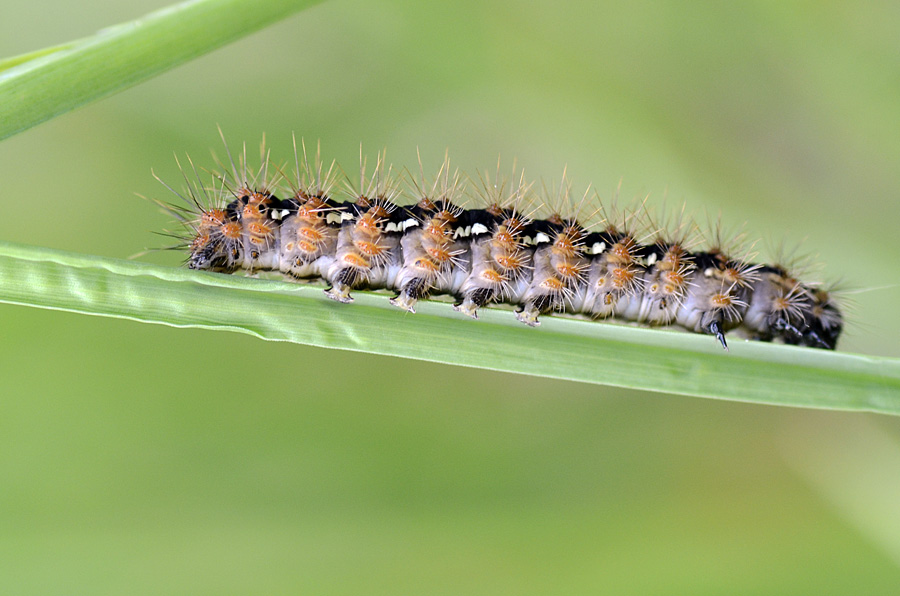 Bruco da id. - Euplagia quadripunctaria , Natura Mediterraneo | Forum ...