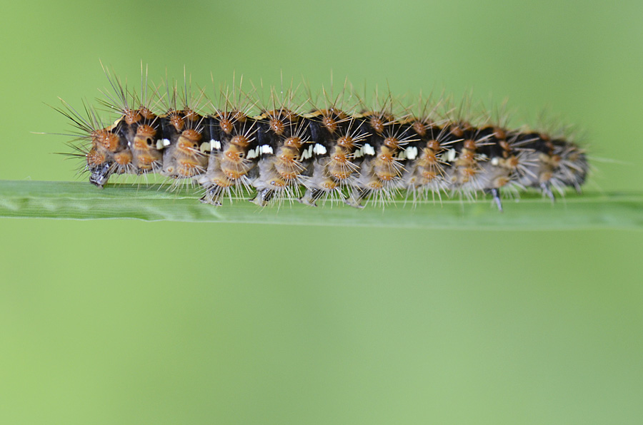 Bruco da id. - Euplagia quadripunctaria , Natura Mediterraneo | Forum ...