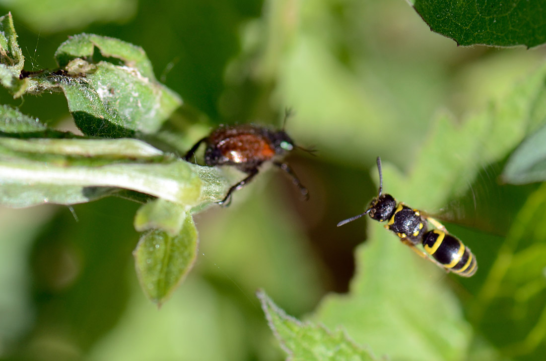 Contesa Maggiolino / Ape , Natura Mediterraneo | Forum Naturalistico