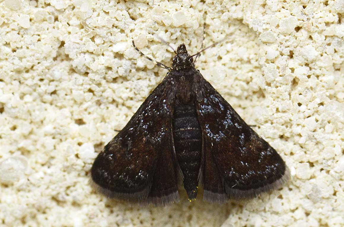 Piccola falena da id. - Heliothela wulfeniana , Natura Mediterraneo ...