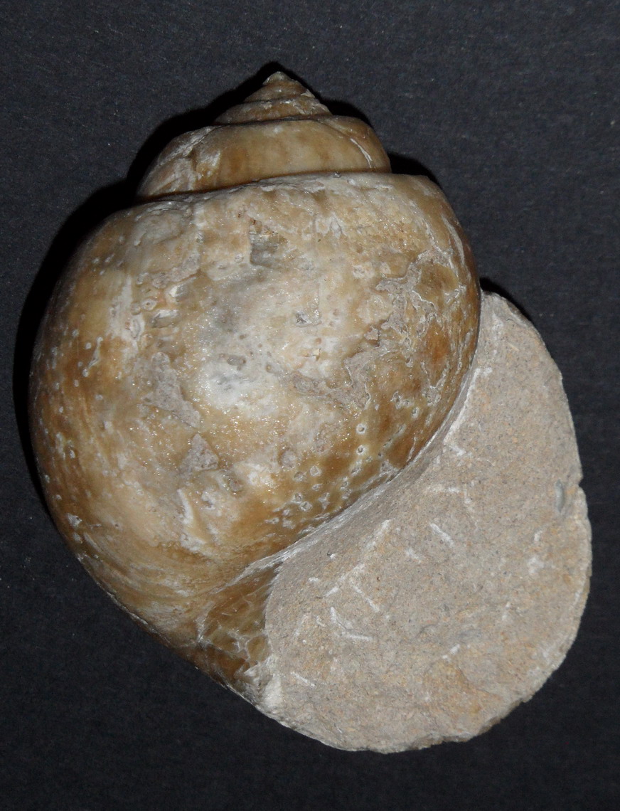 Ampullina? , Natura Mediterraneo | Forum Naturalistico