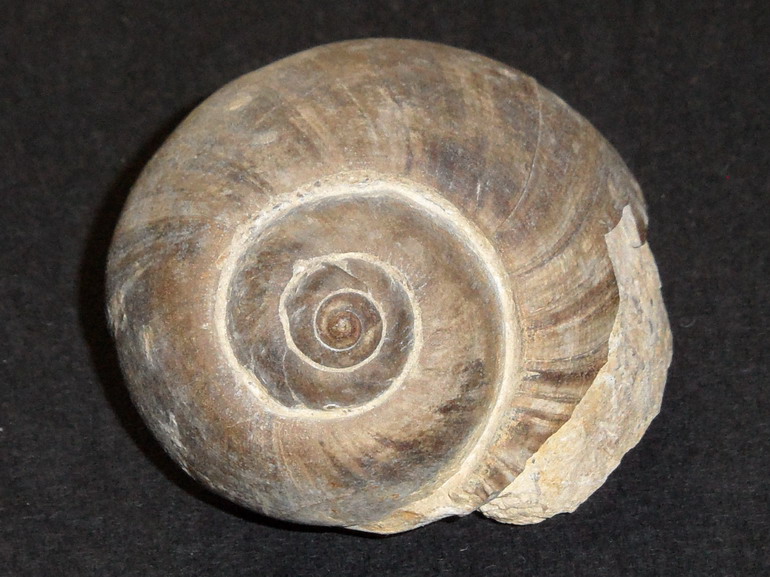 Natica ? , Natura Mediterraneo | Forum Naturalistico