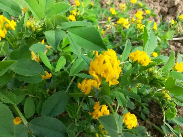 Medicago sp. , Natura Mediterraneo | Forum Naturalistico