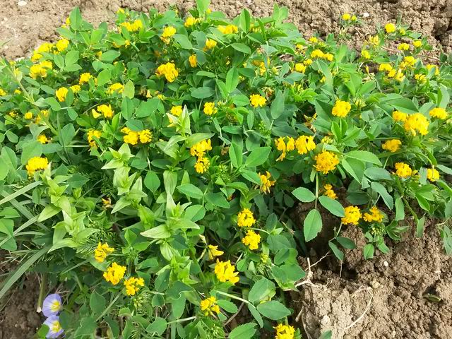 Medicago sp. , Natura Mediterraneo | Forum Naturalistico