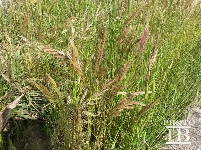 Vulpia sp. , Natura Mediterraneo | Forum Naturalistico