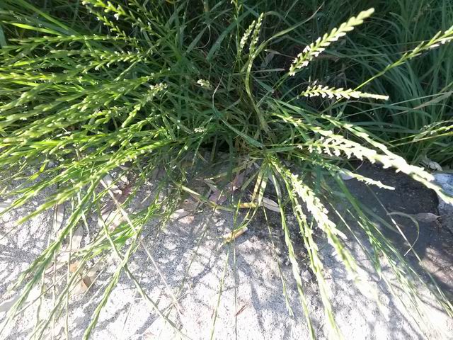 Lolium sp. , Natura Mediterraneo | Forum Naturalistico