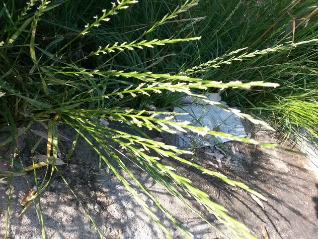 Lolium sp. , Natura Mediterraneo | Forum Naturalistico