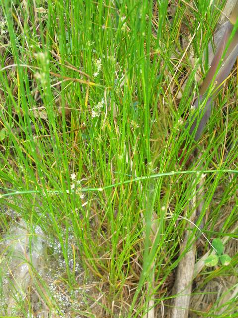 Juncus sp. , Natura Mediterraneo | Forum Naturalistico