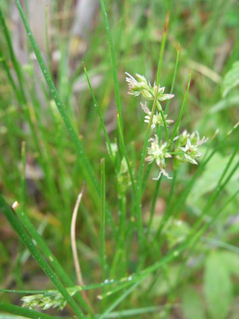 Juncus sp. , Natura Mediterraneo | Forum Naturalistico
