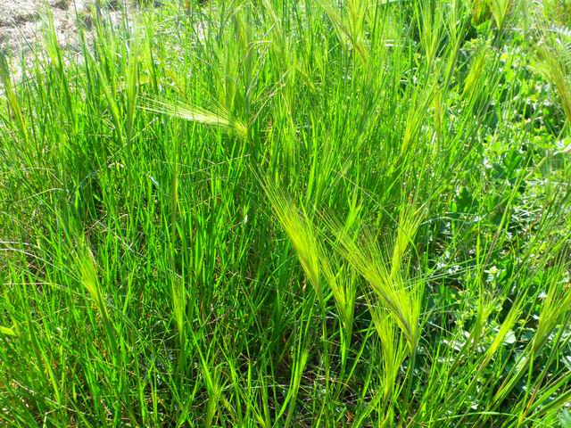 Stipa capensis (=Stipellula capensis) / Lino delle fate annuale ...