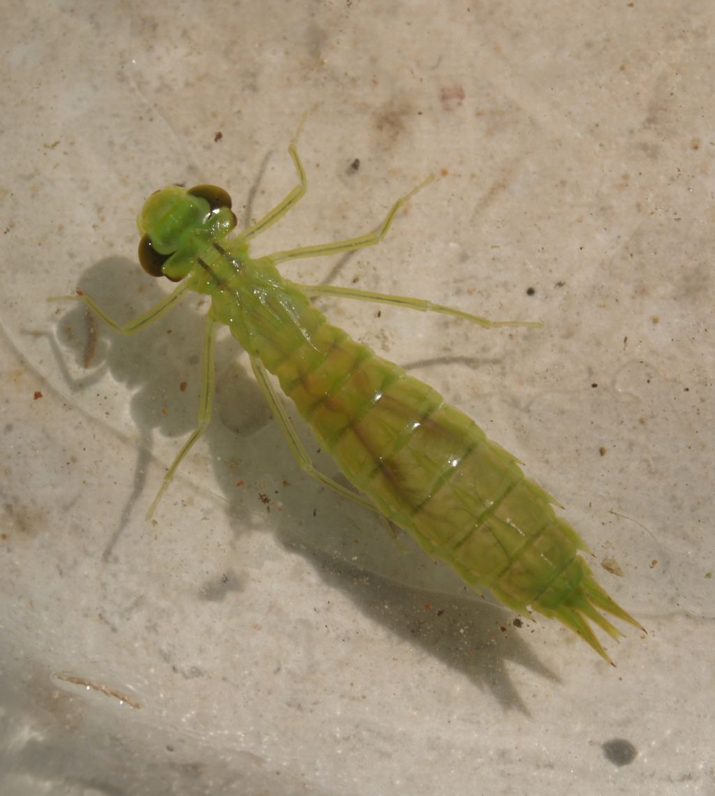 larve da identificare: Anax sp., Caliaeschna microstigma, Ischnura ...