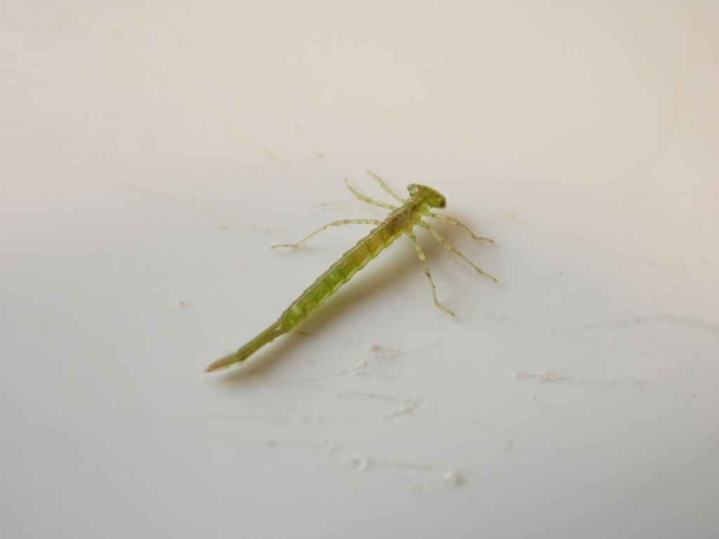 larve da identificare: Anax sp., Caliaeschna microstigma, Ischnura ...