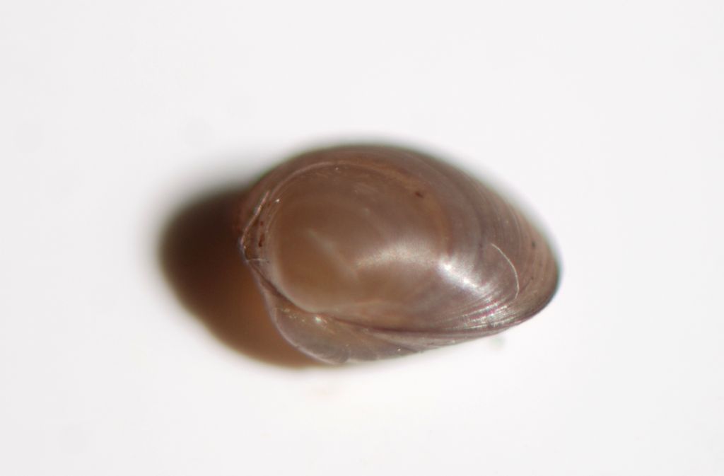 Pisidium sp. (Bivalvia Sphaeridae) , Natura Mediterraneo | Forum ...