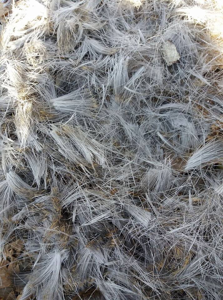 Giaciglio (?) di (?) , Natura Mediterraneo | Forum Naturalistico