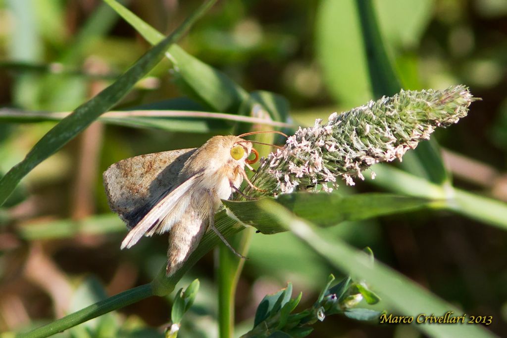 Mix 3 falene. , Natura Mediterraneo | Forum Naturalistico
