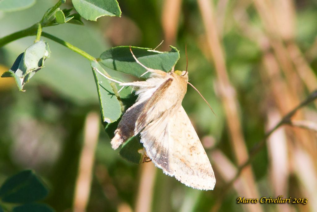 Mix 3 falene. , Natura Mediterraneo | Forum Naturalistico