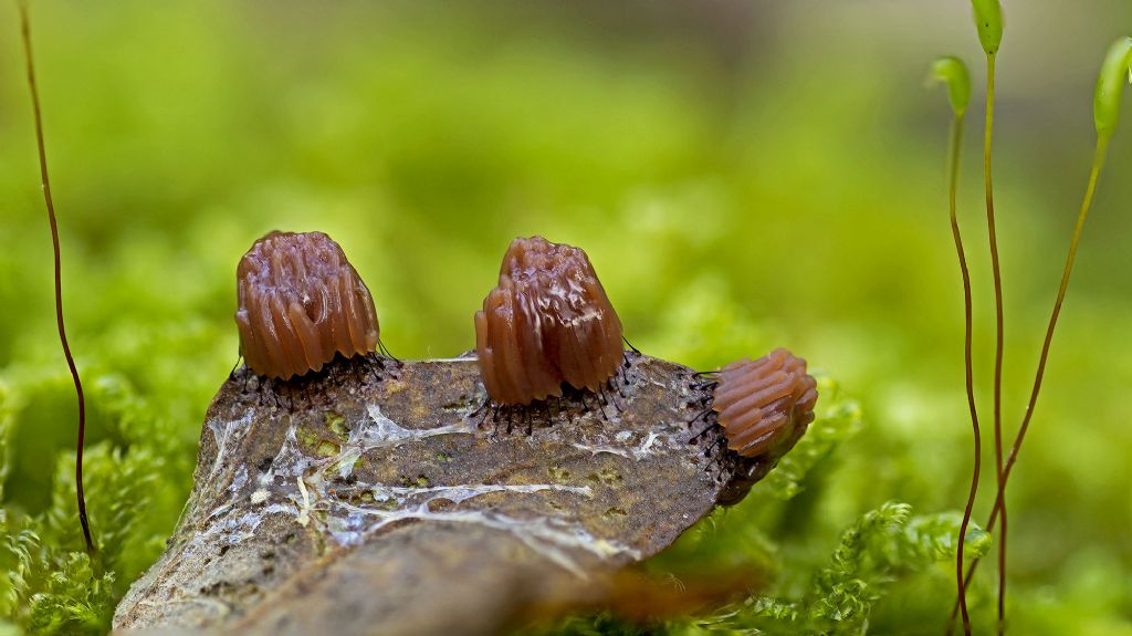 Stemonitis? , Natura Mediterraneo | Forum Naturalistico