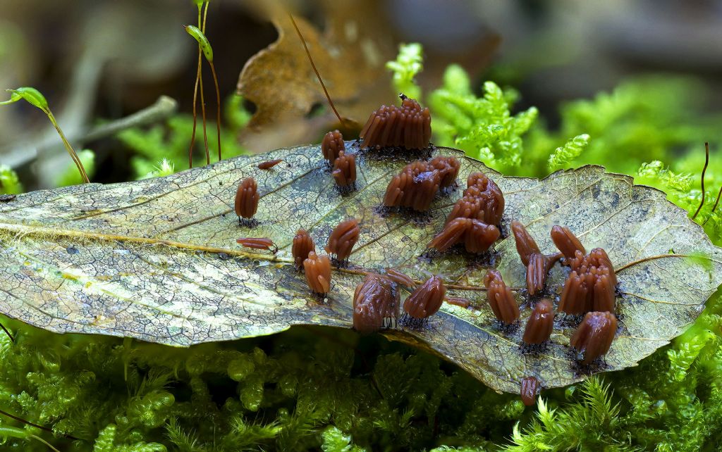Stemonitis? , Natura Mediterraneo | Forum Naturalistico