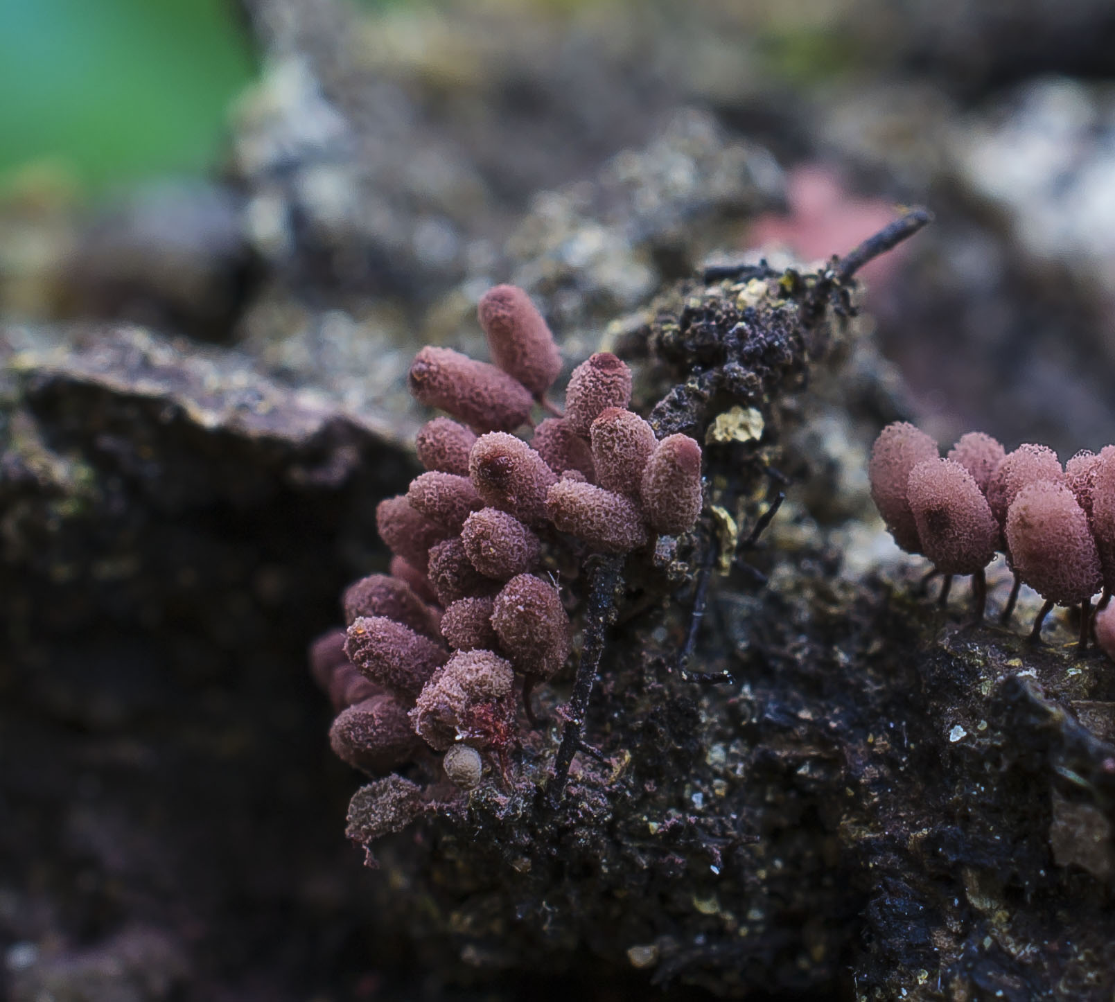 Arcyria? , Natura Mediterraneo | Forum Naturalistico