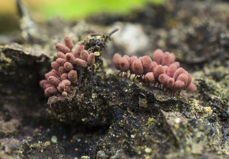 Arcyria? , Natura Mediterraneo | Forum Naturalistico