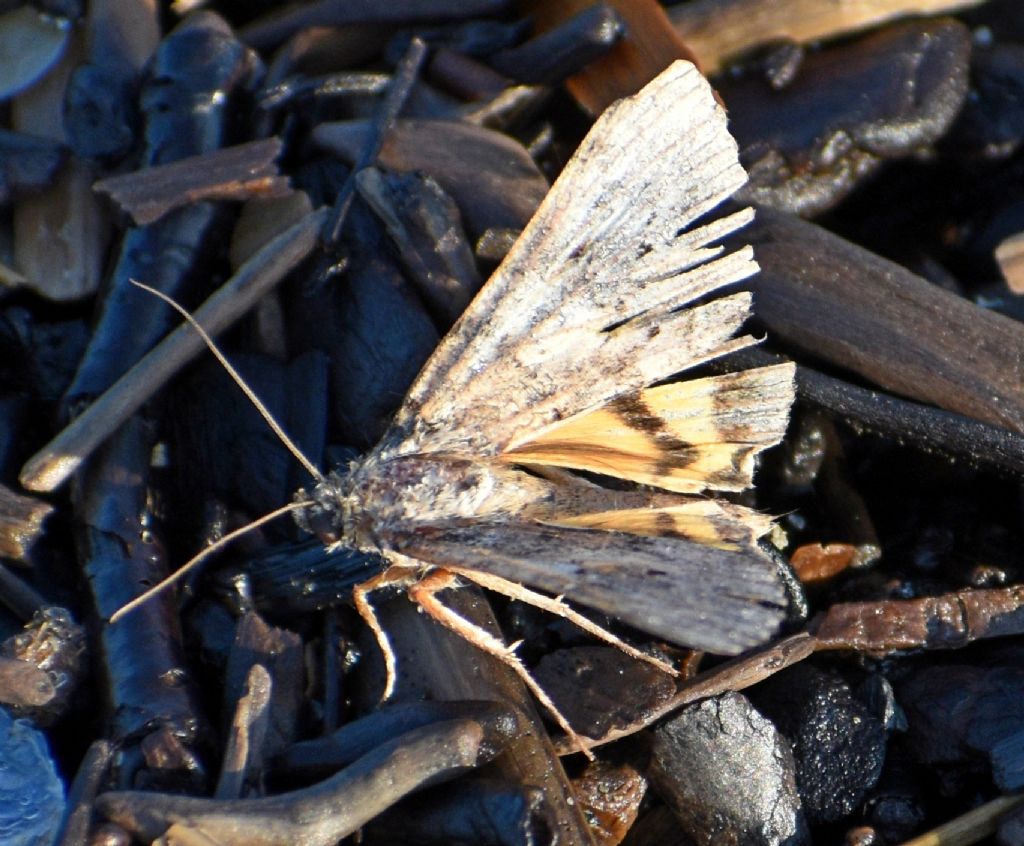 Catocala sp. (Erebidae) , Natura Mediterraneo | Forum Naturalistico