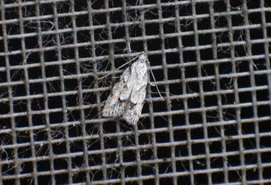 Symmoca signatella (Autostichidae) , Natura Mediterraneo | Forum ...