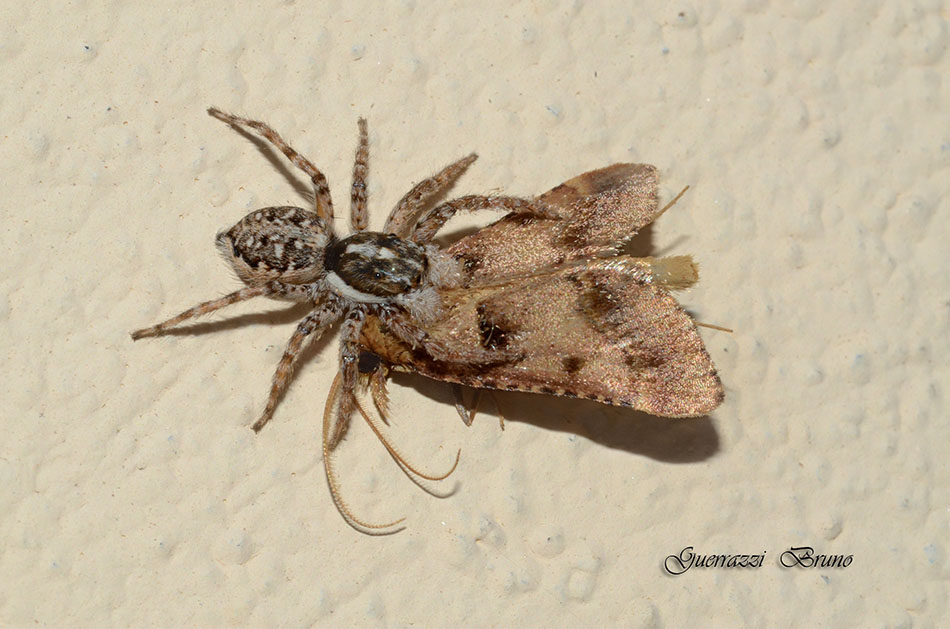 Falena sfortunata , Natura Mediterraneo | Forum Naturalistico