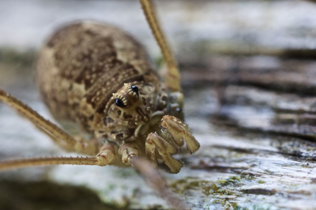 Opilione dell'Alto Adige: Rilaena triangularis (Phalangiidae) , Natura ...