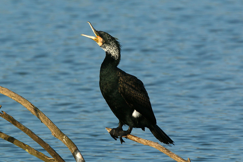 Cormorano (Phalacrocorax carbo) , Natura Mediterraneo | Forum Naturalistico
