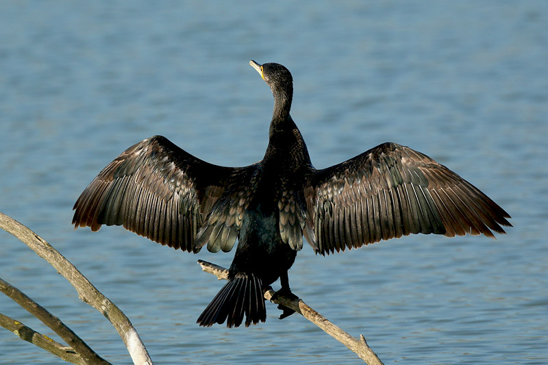 Cormorano (Phalacrocorax carbo) , Natura Mediterraneo | Forum Naturalistico